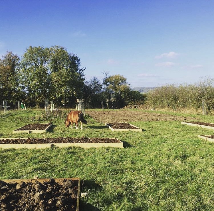 Butleigh Experimental Plot – The Food Forest Project