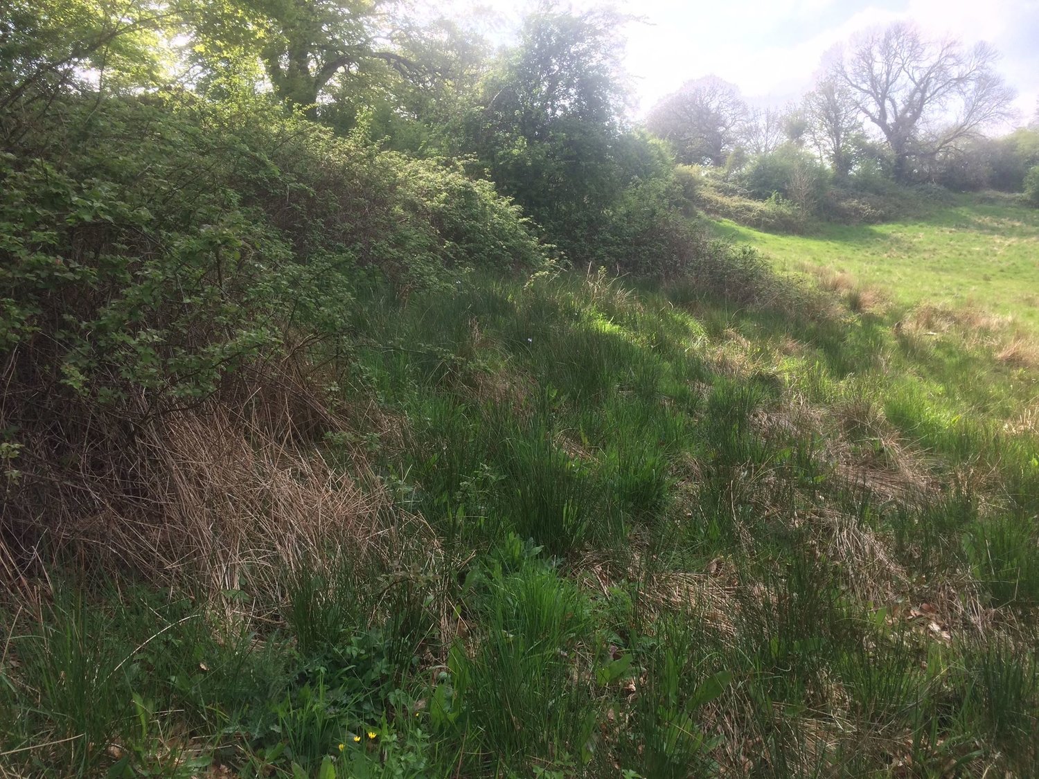Radstock Rewilding Project – The Food Forest Project